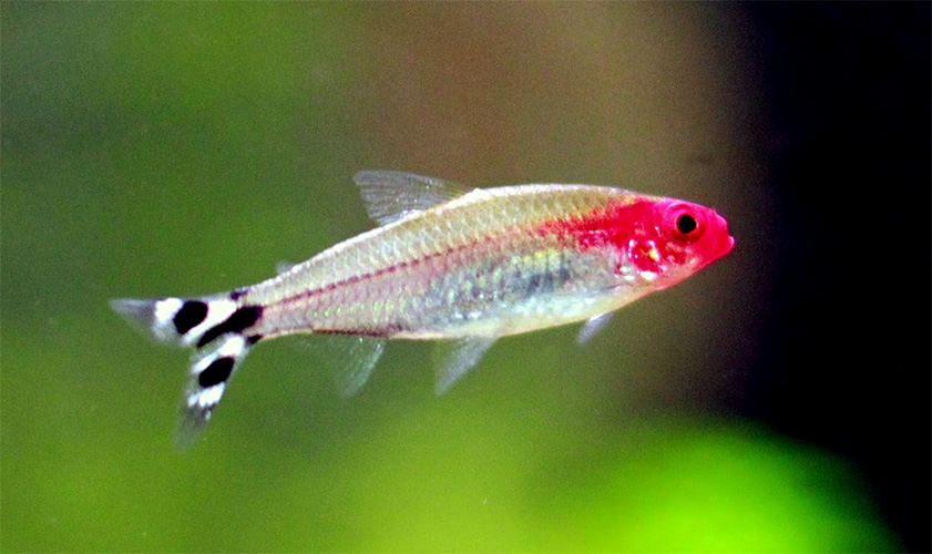 Blehers Rotkopfsalmler (Hemigrammus bleheri) | Fischlexikon