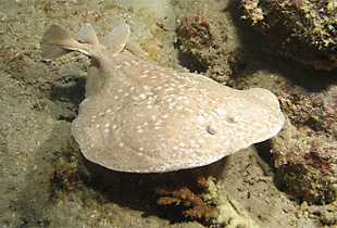 Bogenstirn-Zitterrochen (Torpedo panthera)