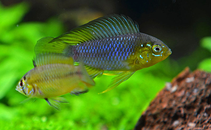 Borellis Zwergbuntbarsch (Apistogramma borellii) | Fischlexikon