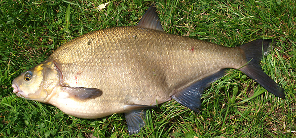 Brachse, Brasse, Bresen, Blei (Abramis brama) | Fischlexikon