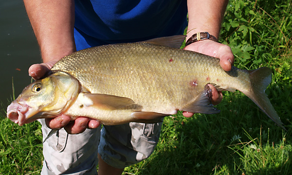 Brachse, Brasse, Bresen, Blei (Abramis brama) | Fischlexikon
