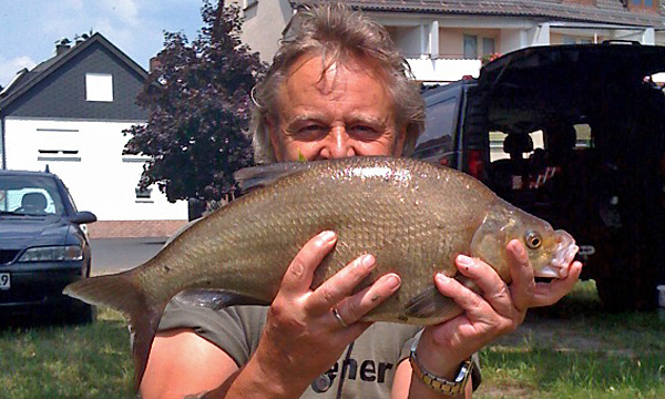 Brachse, Brasse (Abramis brama) | Fischlexikon