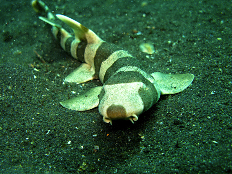 Braungebänderter Bambushai (Chiloscyllium punctatum)