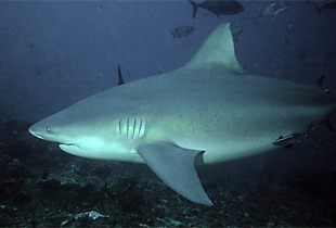 Bullenhai, Gemeiner Grundhai (Carcharhinus leucas) | Fischlexikon