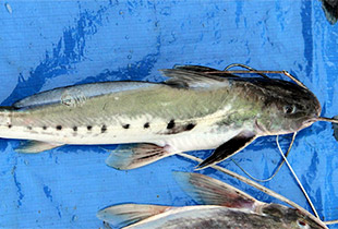 Zamurito (Calophysus macropterus)