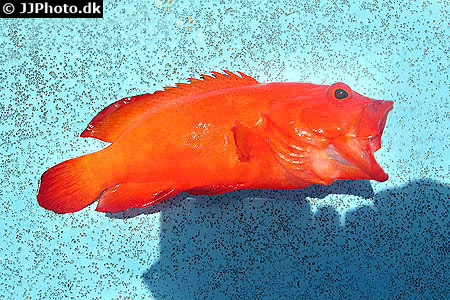 Gold-Zackenbarsch (Cephalopholis aurantia)