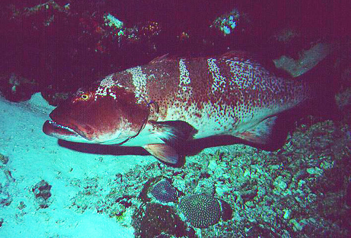 Leopard-Zackenbarsch (Cephalopholis leopardus)