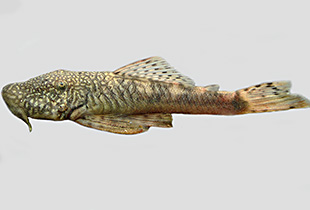 Gesamtliste aller Süß- und Salzwasserfische | Fischlexikon