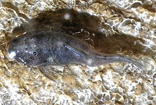 Chaetostoma microps | Fischlexikon