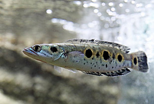 Augenfleck-Schlangenkopffisch (Channa pleurophthalma) | Fischlexikon