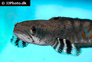 Schöner Schlangenkopffisch (Channa pulchra) | Fischlexikon