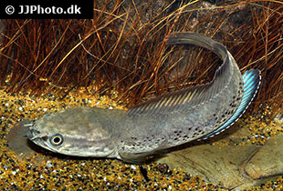 Goldener Schlangenkopffisch (Channa stewartii)
