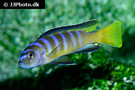 Chindongo sp. elongatus mpanga