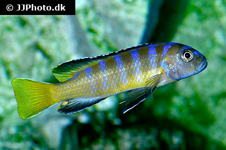 Chindongo sp. elongatus mpanga