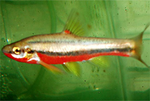 Chrosomus erythrogaster