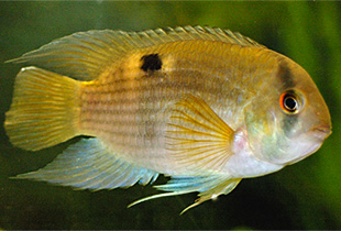 Maroni-Buntbarsch (Cleithracara maronii)