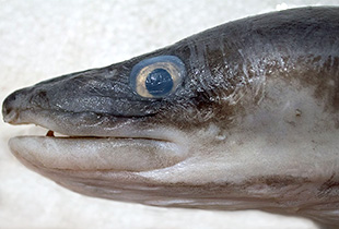 Conger wilsoni