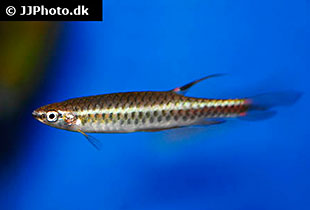 Copella compta | Fischlexikon