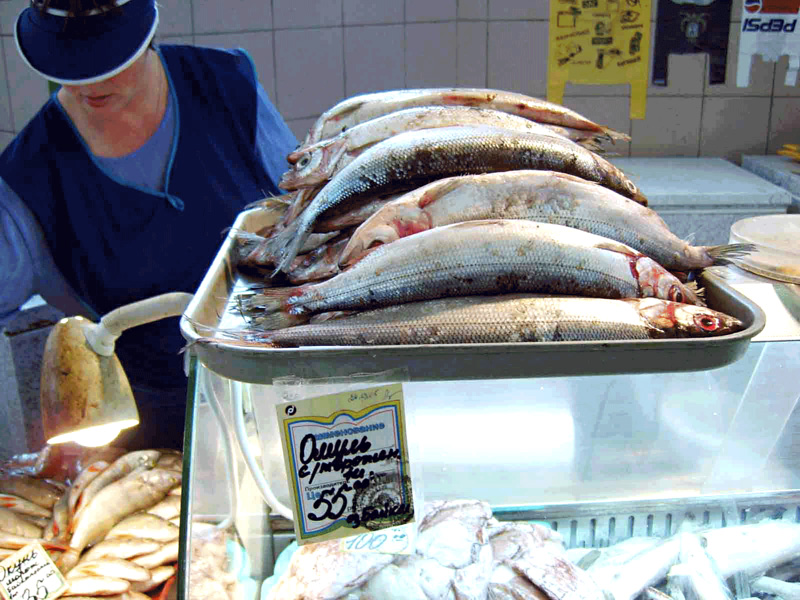 Omul, Baikalrenke (Coregonus migratorius)