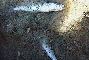 Omul, Baikalrenke (Coregonus migratorius)