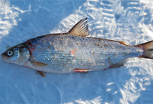 Coregonus ussuriensis