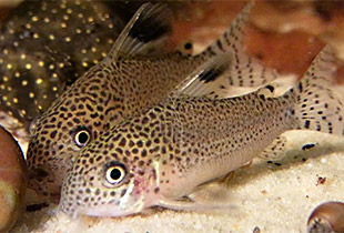 Gepunkteter Panzerwels (Corydoras punctatus)