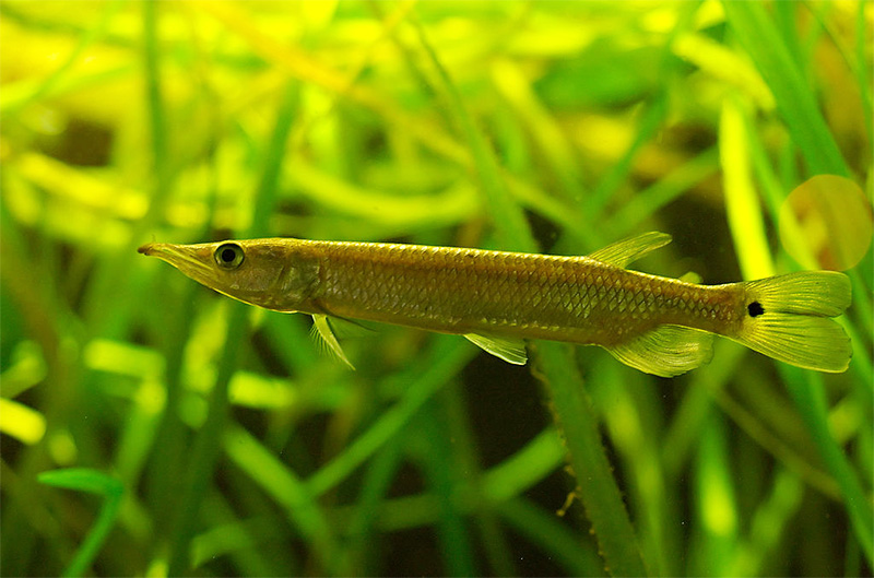 Hujeta-Hechtsalmler (Ctenolucius hujeta)