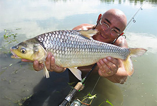 Cyclocheilichthys enoplus