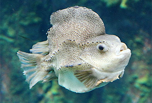 Salzwasserfische Europas | Fischlexikon