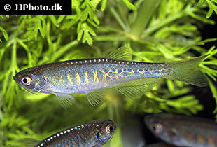 Danio aesculapii | Fischlexikon