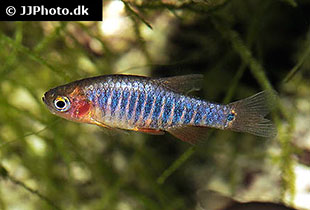 Querstreifen-Zwergbärbling (Danio erythromicron) | Fischlexikon
