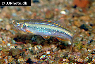 Danio feegradei | Fischlexikon