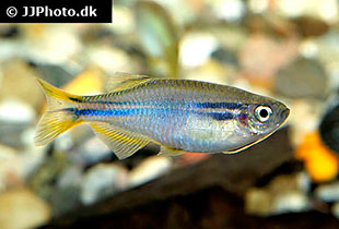 Danio species Hikari | Fischlexikon