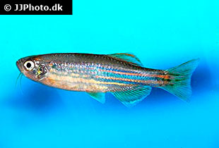 Danio meghalayensis | Fischlexikon