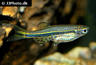 Tüpfelbärbling (Danio nigrofasciatus) | Fischlexikon