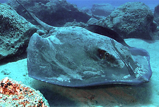 Bathytoshia centroura