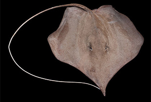 Fontitrygon geijskesi