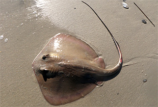 Hemitrygon bennettii