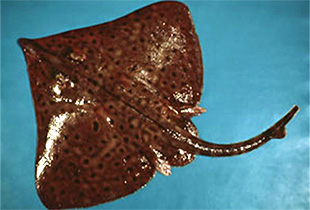 Scheunentorrochen (Dipturus laevis)