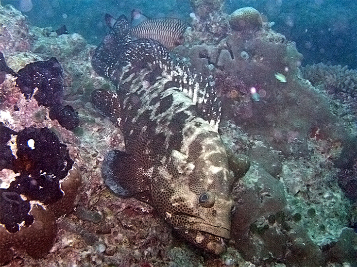 Getarnter Zackenbarsch (Epinephelus polyphekadion)
