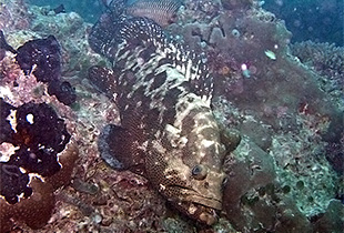 Gesamtliste aller Süß- und Salzwasserfische | Fischlexikon