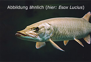 Esox aquitanicus