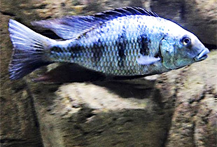 Fünffleckmaulbrüter (Fossorochromis rostratus)