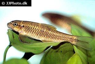 Ceylon-Saugbarbe (Garra ceylonensis)