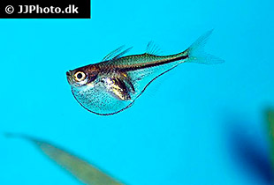 Silberbeilbauchfisch (Gasteropelecus levis)