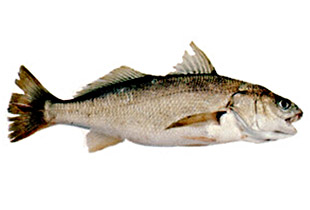 Weißer Umber (Genyonemus lineatus)