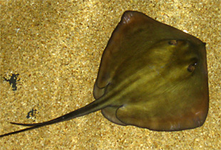 Gewöhnlicher Stechrochen (Dasyatis pastinaca)