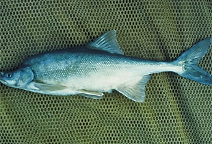 Gila cypha | Fischlexikon