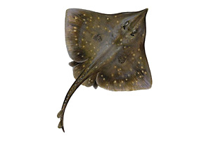 Glattrochen (Dipturus batis)