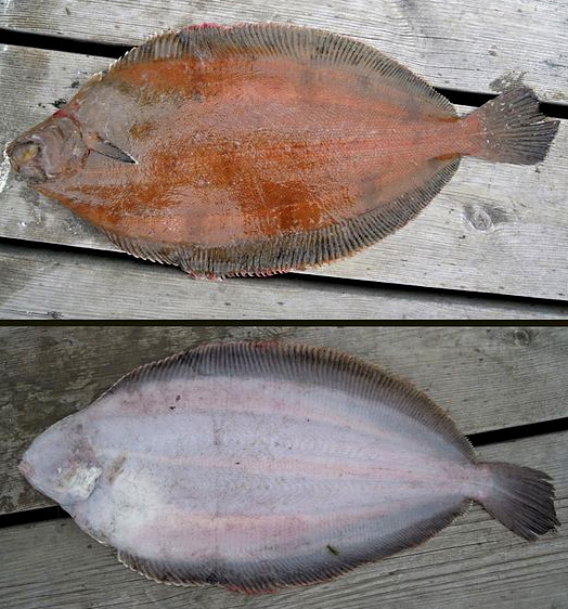 Hundszunge, Rotzunge (Glyptocephalus cynoglossus) | Fischlexikon